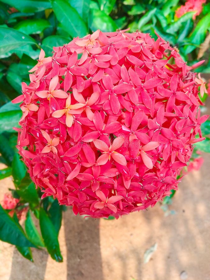 Round Shape Flower Design in a Garden. Stock Photo - Image of shape ...