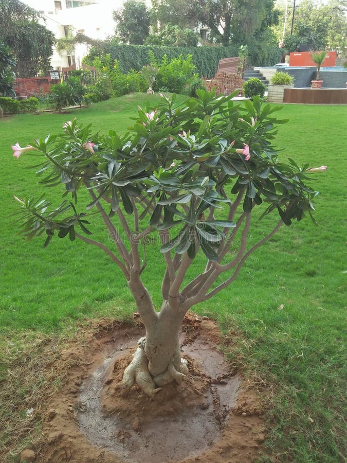 Round Shape Tree with Pink Flowers Stock Photo - Image of shape, round ...