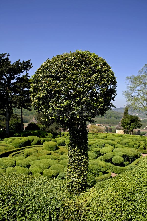 Round shaped box-tree, stock image. Image of park, landscape - 2586857