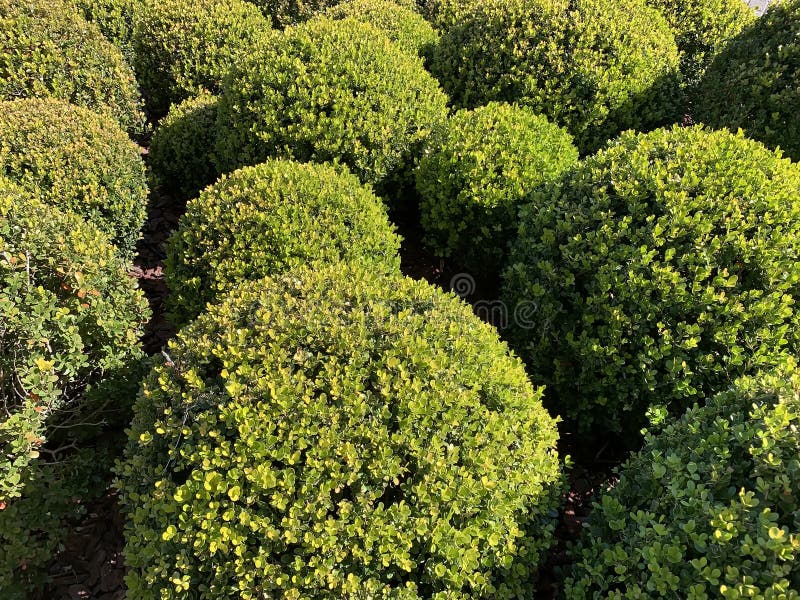 Shaped Bushes in Garden Plant Stock Photo - Image of garden, dimension ...