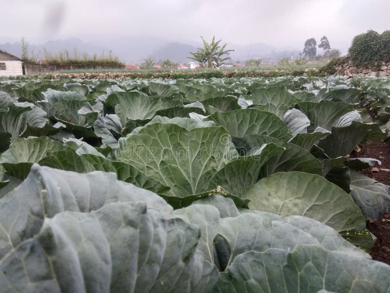 Round Shaped Trees on the Baltic Coast Stock Photo - Image of plant ...