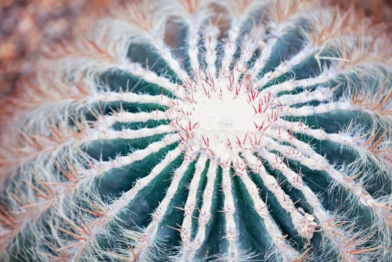 Round Shaped Cactus, Close Up Stock Photo - Image of botany, flora ...