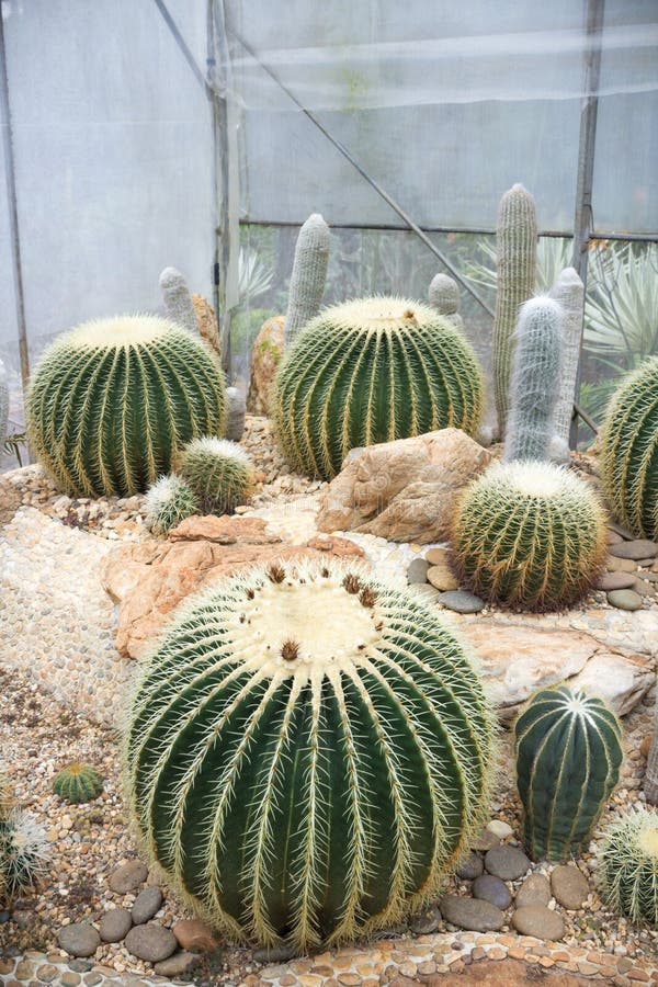 Round shaped cactus stock image. Image of plant, botany - 128589265
