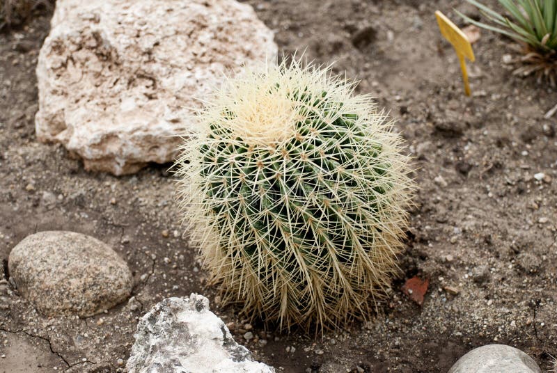 Round Shaped Cactus among Rocks Stock Image - Image of spikes, cacti ...