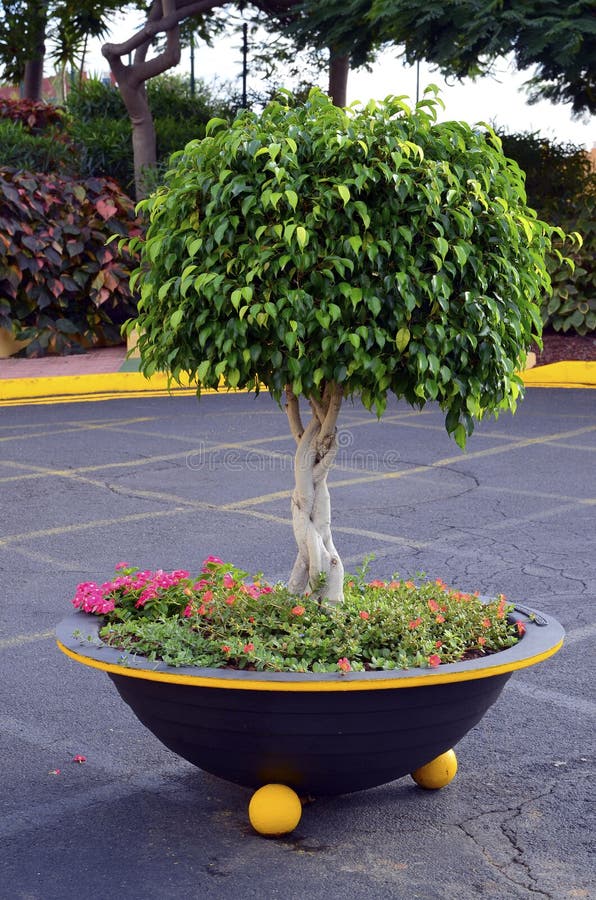 Round Shaped Ficus Tree in the Park. Stock Photo - Image of growing ...