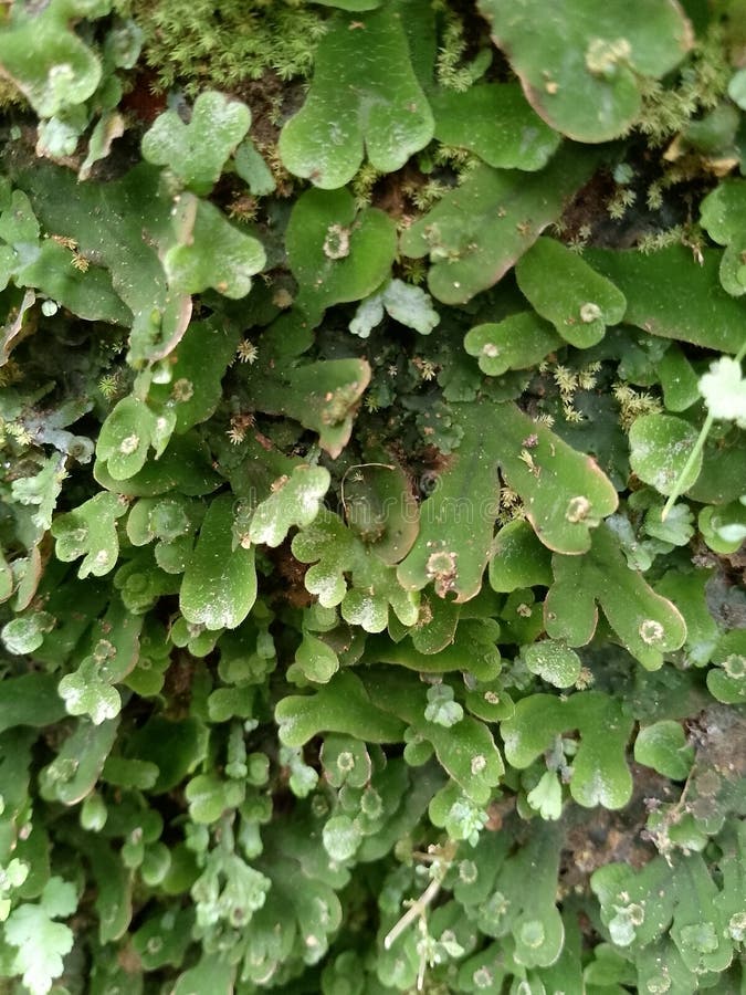 Round Shaped Trees on the Baltic Coast Stock Photo - Image of plant ...