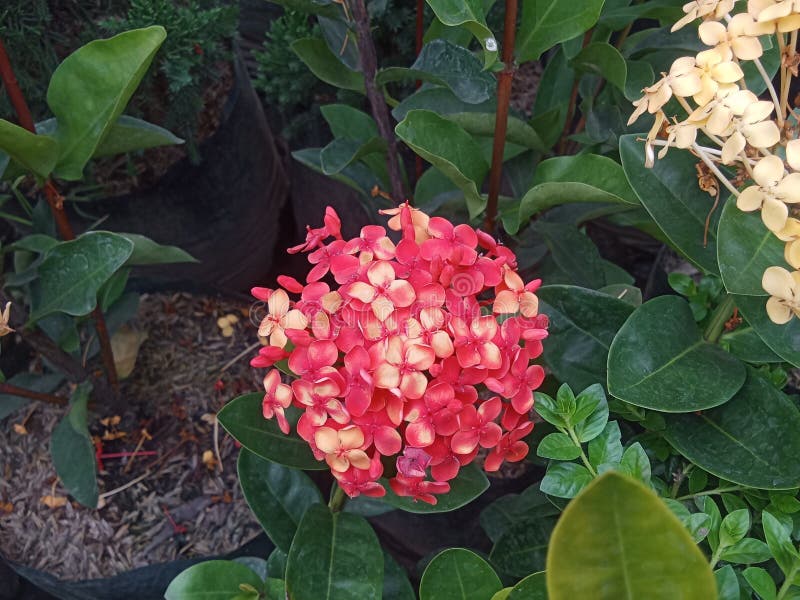 Round Shaped Trees on the Baltic Coast Stock Photo - Image of plant ...