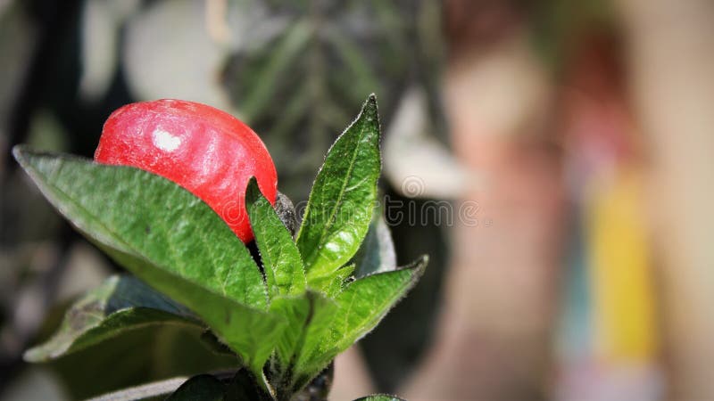 Round Shaped Red Chili on Tree Stock Image - Image of evergreen, branch ...