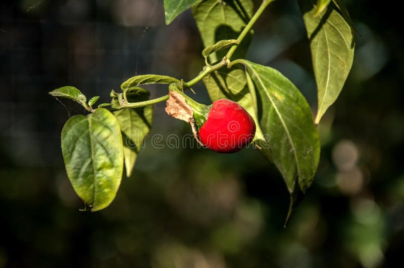 Round Shaped Red Chilli with Green Leaves on the Tree. Stock Photo ...