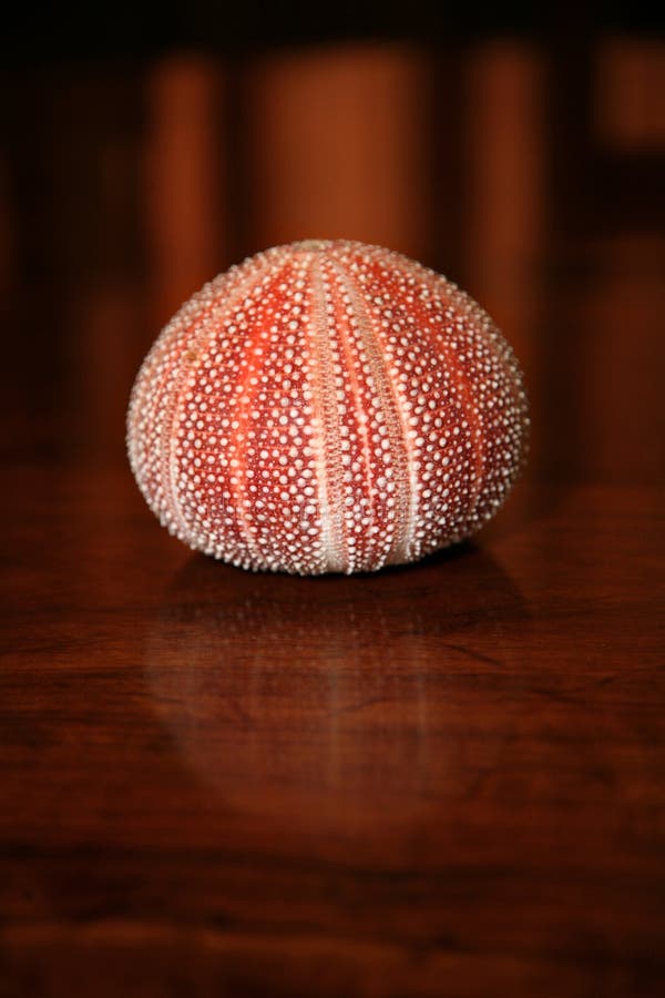 Round Shaped Trees on the Baltic Coast Stock Photo - Image of plant ...