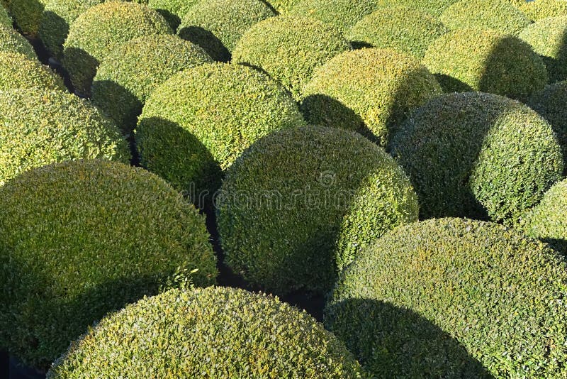 Round Shaped Shrubs and Bushes Stock Photo - Image of flowers, shaped ...
