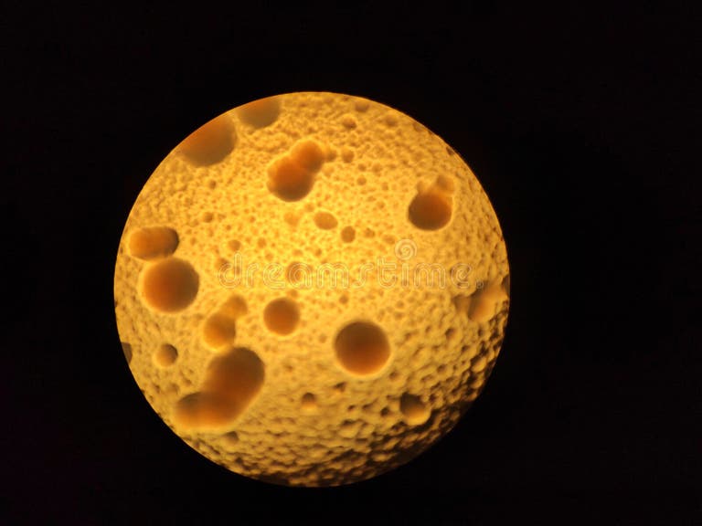 Round Shaped Smooth Bacterial Colonies Under the Microscope Stock Image ...
