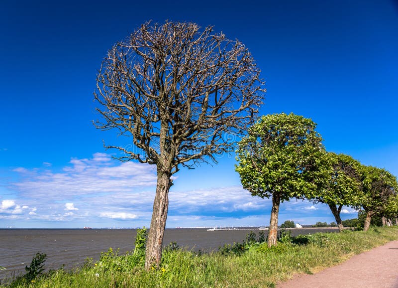 Round Shaped Trees on the Baltic Coast Stock Photo - Image of plant ...