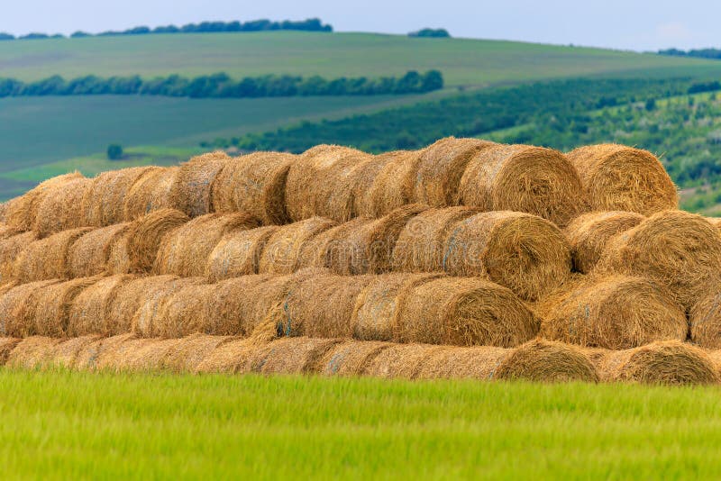 Round Sheaves of Hay in Rolls. Background with Copy Space Stock Photo ...