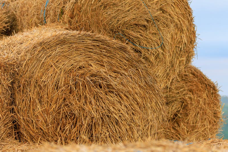 Round Sheaves of Hay in Rolls. Background with Copy Space Stock Photo ...