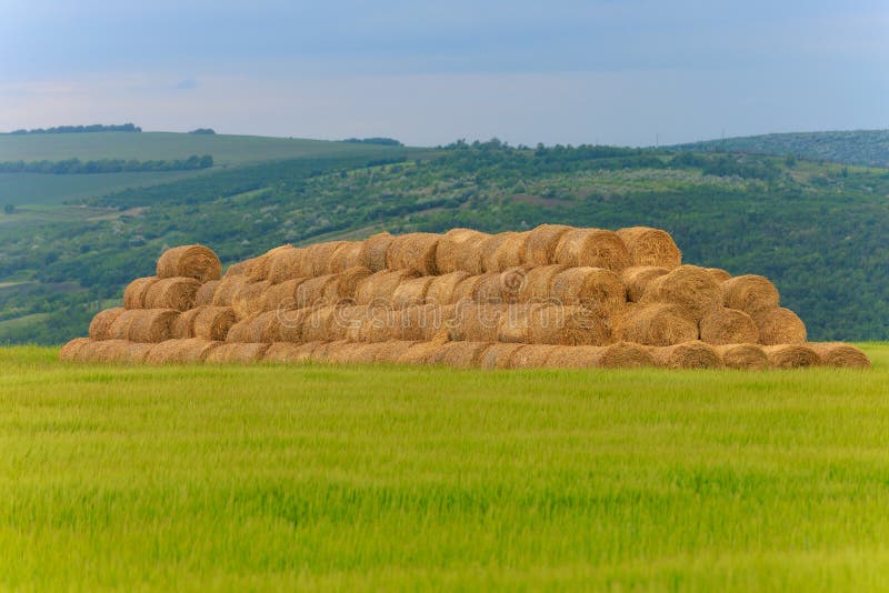 Round Sheaves of Hay in Rolls. Background with Copy Space Stock Photo ...
