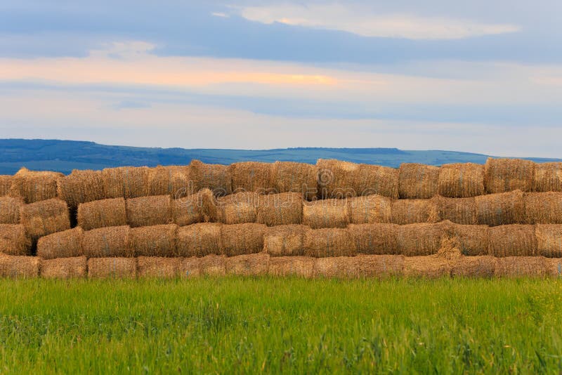 Round Sheaves of Hay in Rolls. Background with Copy Space Stock Image ...