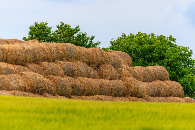 Round Sheaves of Hay in Rolls. Background with Copy Space Stock Photo ...