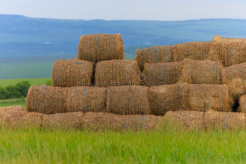 Round Sheaves of Hay in Rolls. Background with Copy Space Stock Image ...