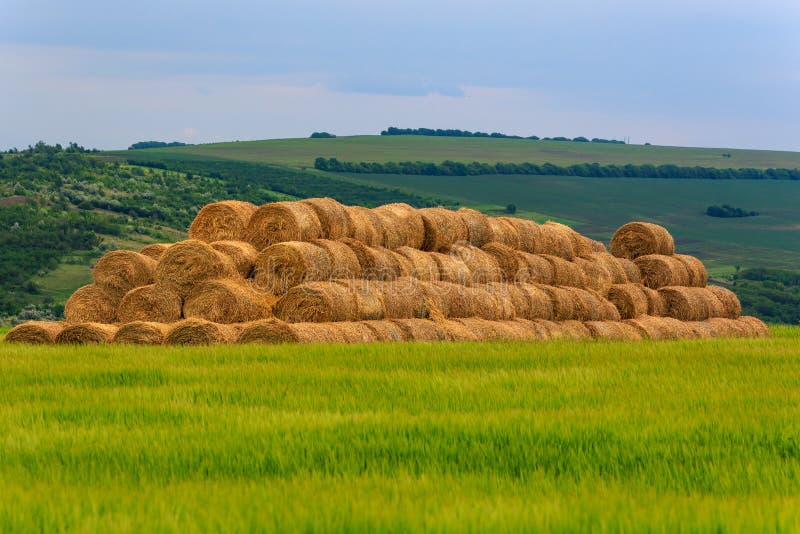 Round Sheaves of Hay in Rolls. Background with Copy Space Stock Photo ...