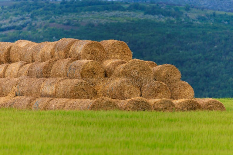 Round Sheaves of Hay in Rolls. Background with Copy Space Stock Photo ...