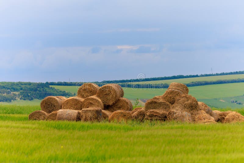 Round Sheaves of Hay in Rolls. Background with Copy Space Stock Image ...