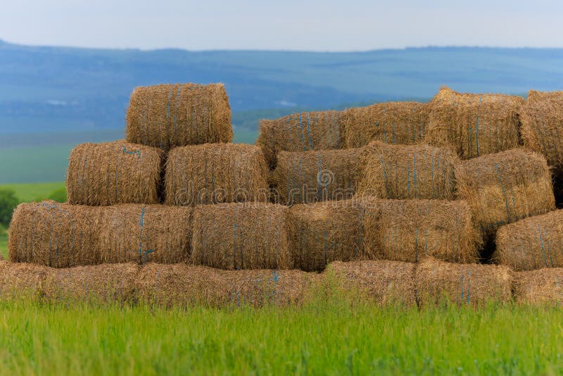 Round Sheaves of Hay in Rolls. Background with Copy Space Stock Image ...