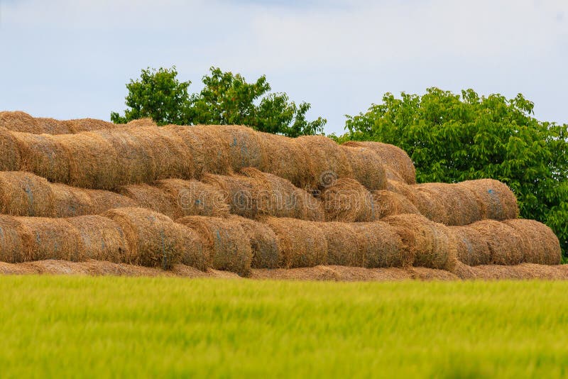 Round Sheaves of Hay in Rolls. Background with Copy Space Stock Image ...