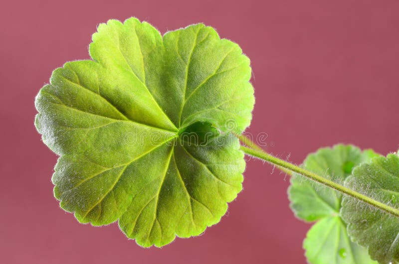 Round sheet geranium. stock photo. Image of flora, textured - 115667710