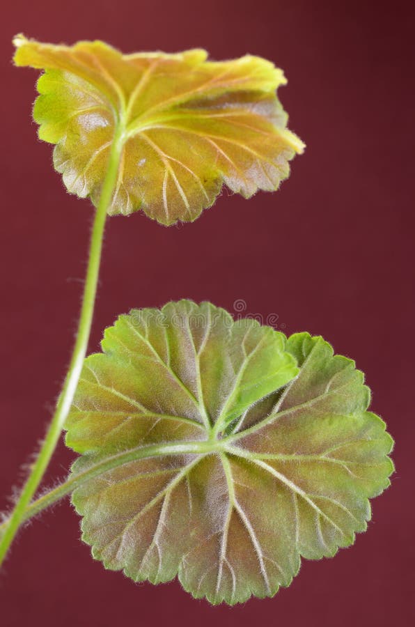Round sheet geranium. stock image. Image of wooden, leaf - 115667715