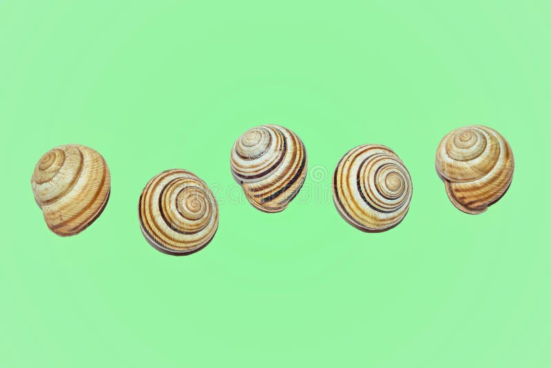 Round Shells on a Uniform Background. Snails for Design Stock Photo ...