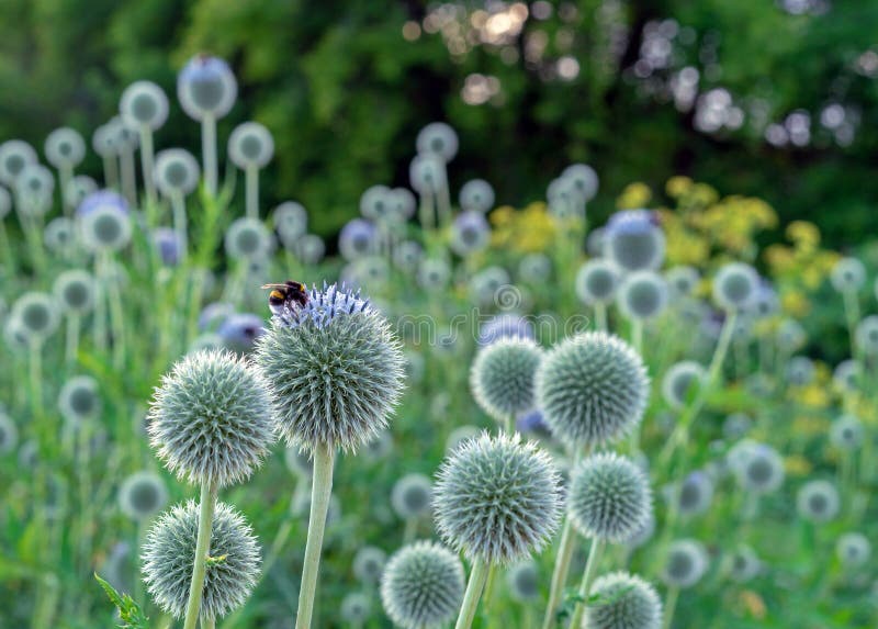Round and Spiky Echinops or Thistle Flowers with Bee Collecting Pollen ...