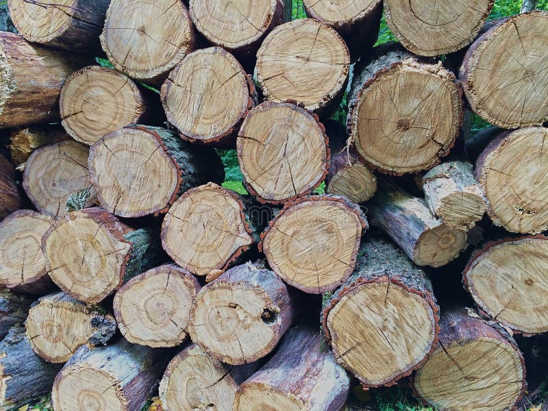 Round stack of firewood in stock image. Image of timber - 66765361