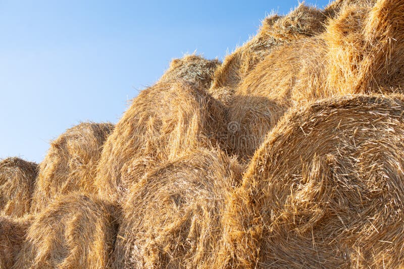 Round Stacks of Dry Grass Hay Stacked for Storage Stock Photo - Image ...