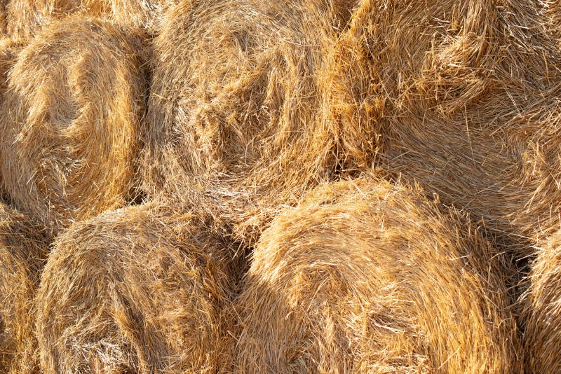 Round Stacks of Dry Grass Hay Stacked for Storage Stock Image - Image ...