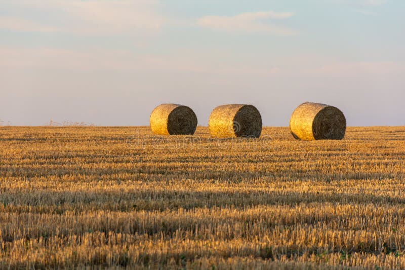 Round Stacks of Straw Lie on a Mowed Field at Sunset Stock Image ...