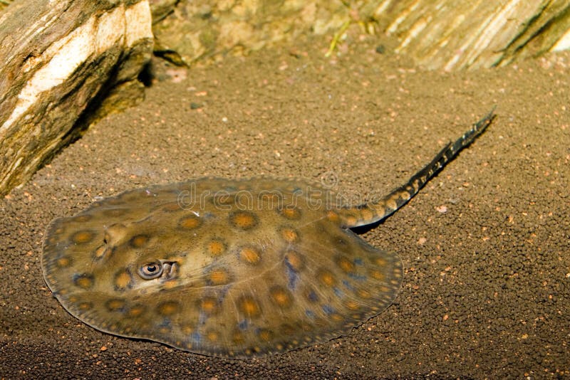 Round Stingray in Aquarium stock photo. Image of california - 13196302