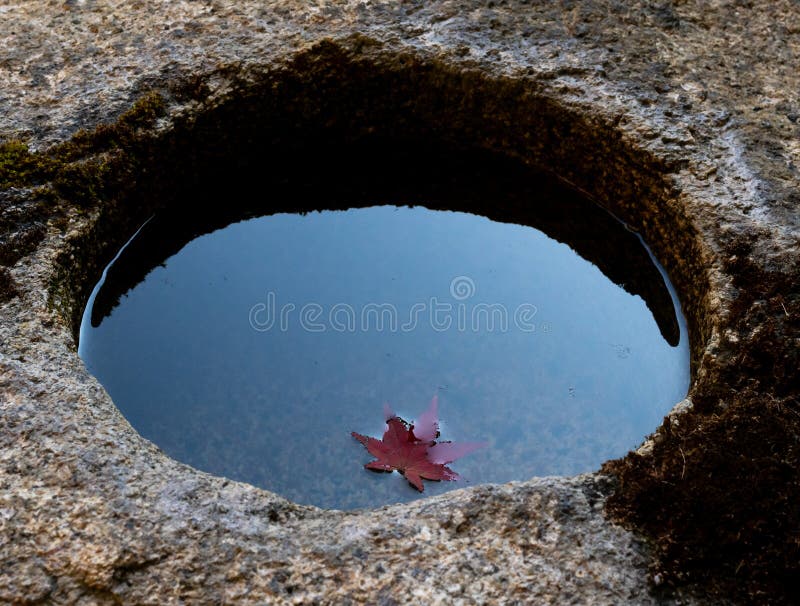 Round Stone Water Basin with Red Maple Leaf in a Japanese Garden Stock ...