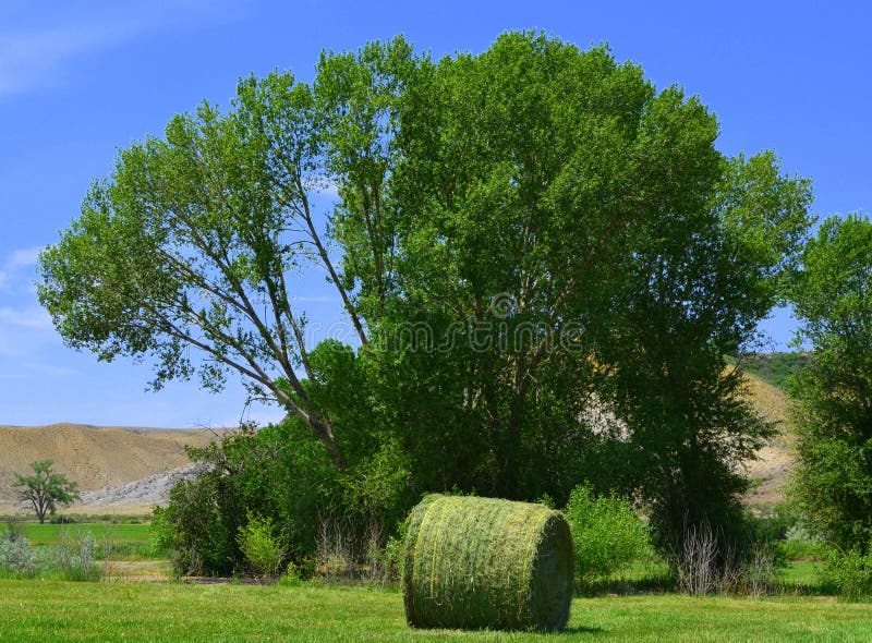 Round Straw Bale in Front of Cottonwood Stock Photo - Image of ...
