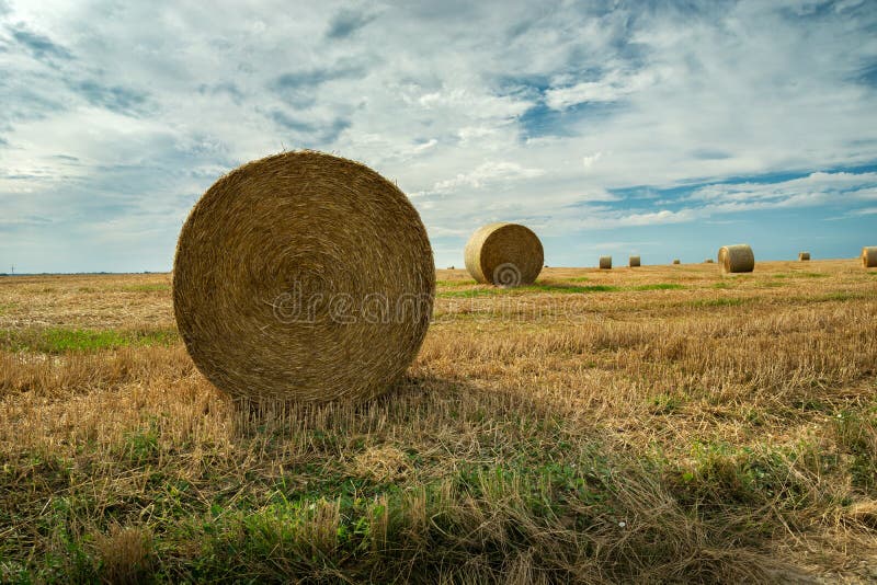 Round Straw Bales in the Field in Summer Stock Photo - Image of farming ...