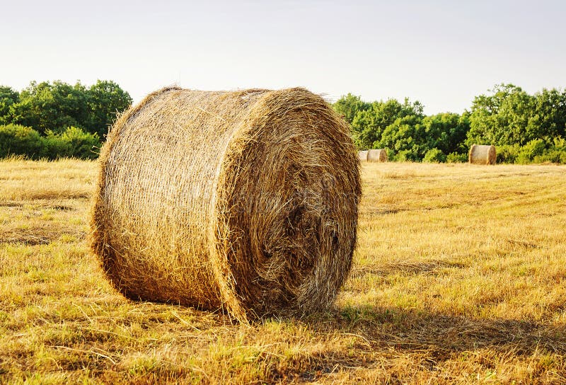 Round Straw Bales in Harvested Fields Stock Image - Image of field ...