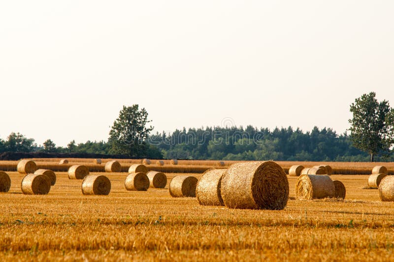 Round Straw Bales in Harvested Fields Stock Photo - Image of yellow ...