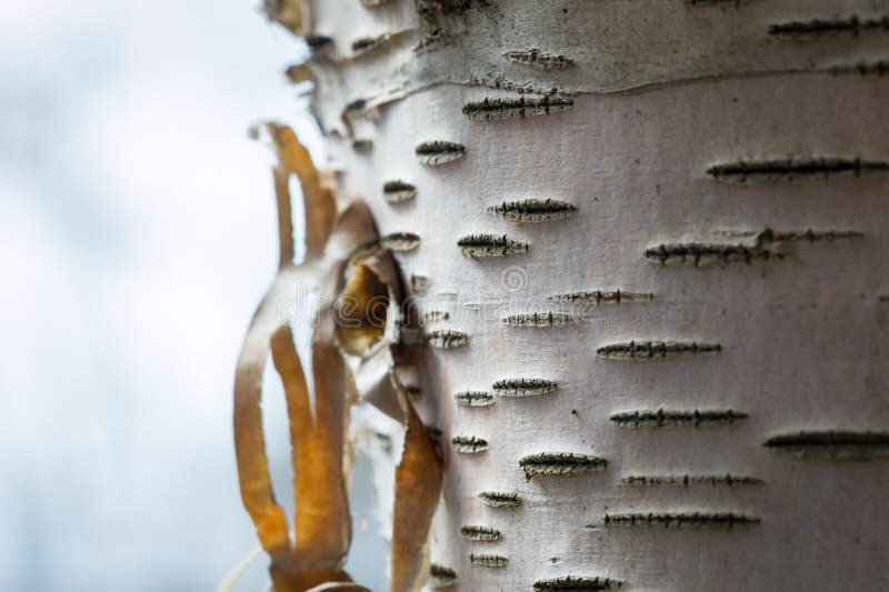 Round Striped Surface of Birch Trunk Stock Image - Image of soft, tree ...