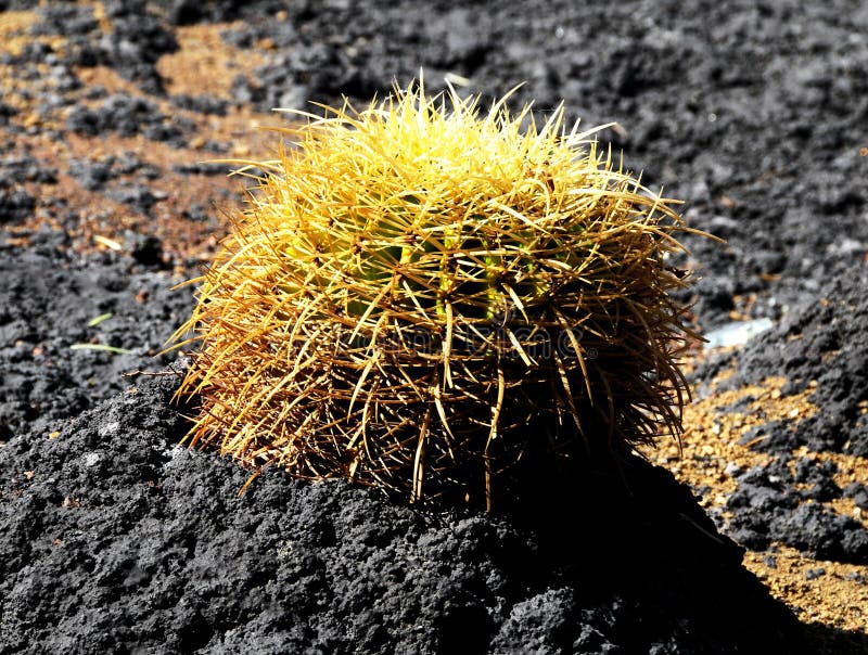 Round Succulent Plant stock image. Image of decoration - 246937903