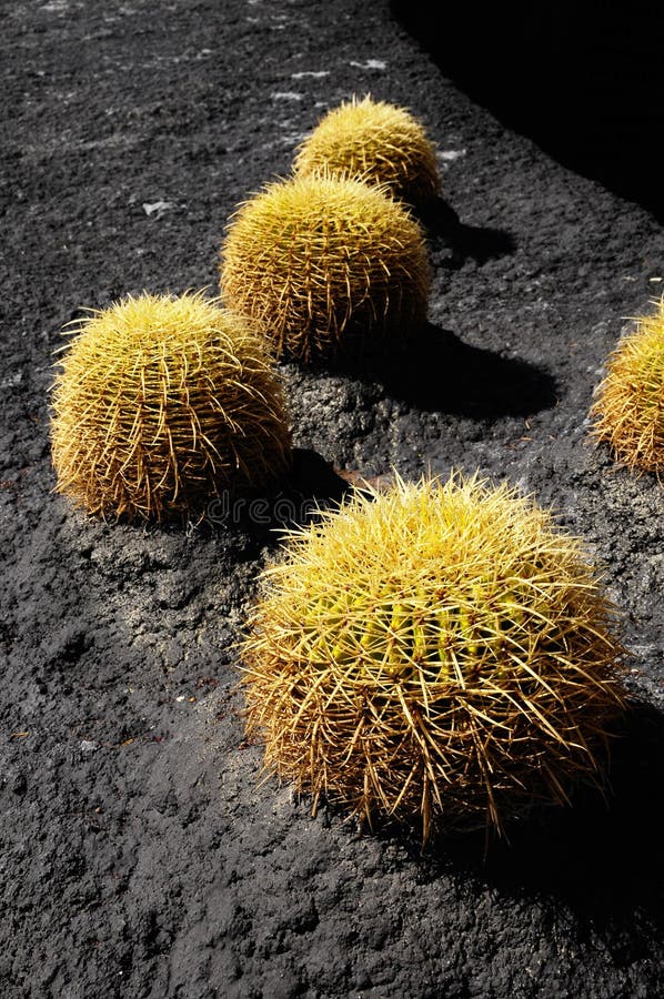 Round Succulent Plant stock image. Image of road, sharp - 34355769