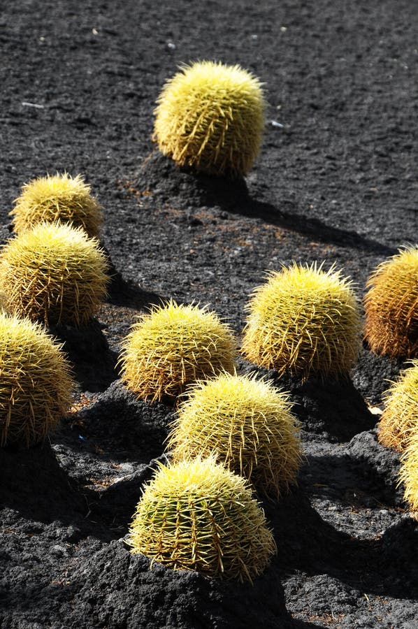 Round Succulent Plant stock photo. Image of road, flower - 34512648