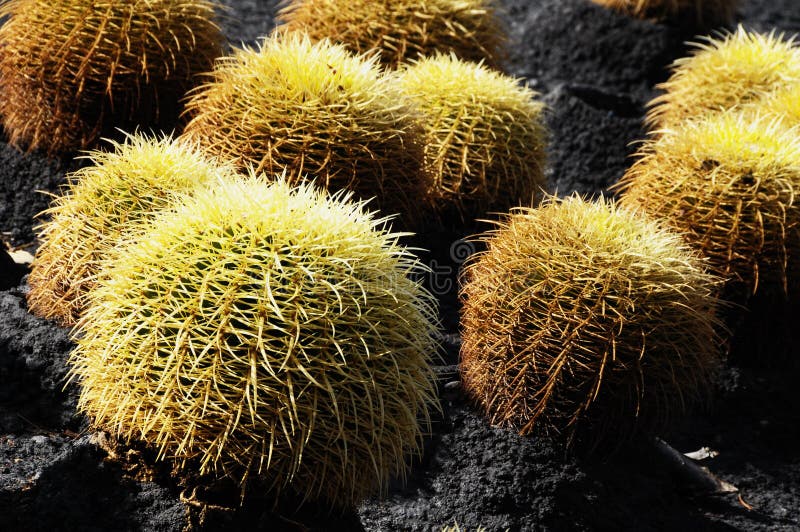 Round Succulent Plant stock image. Image of growth, cactaceae - 35167753