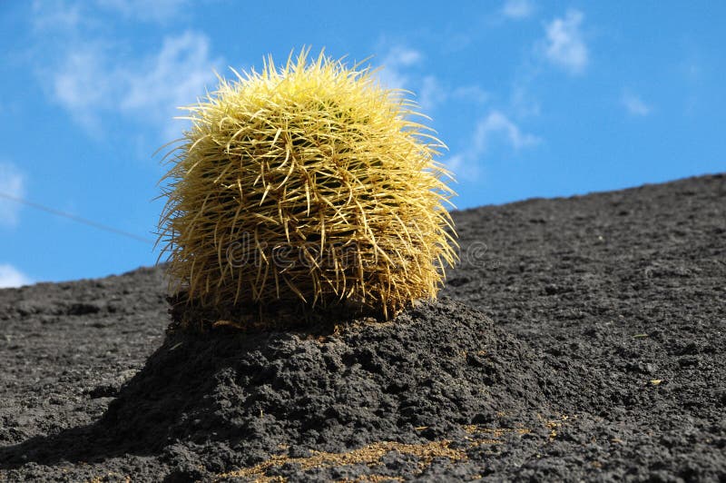 Round Succulent Plant stock image. Image of asphalt, barrel - 35421953