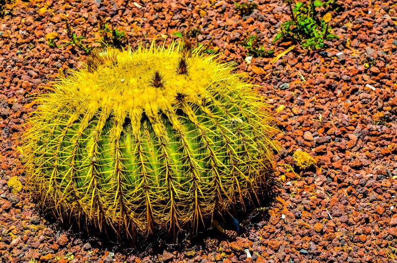 Round Succulent Plant stock image. Image of sharp, spine - 34959095