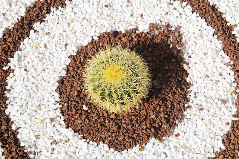 Round Succulent Plant stock photo. Image of botanical - 34998794